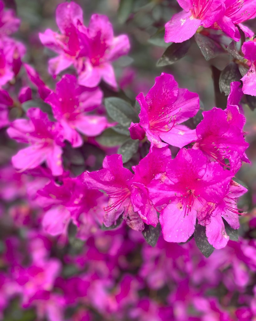 Spring is Blooming in Coastal Georgia - Liberty County
