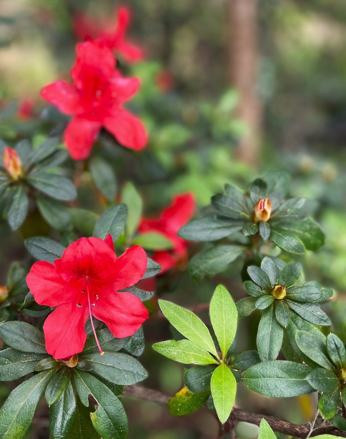 Spring is Blooming in Coastal Georgia - Liberty County