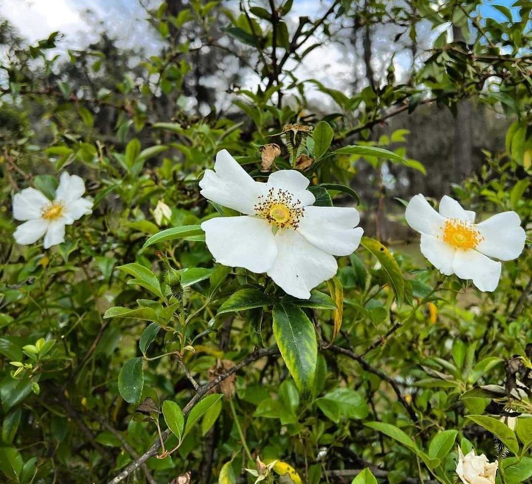 Spring is Blooming in Coastal Georgia - Liberty County