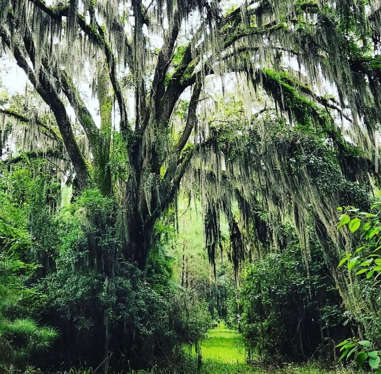 Beauty in Nature: Spanish Moss Explained - Liberty County